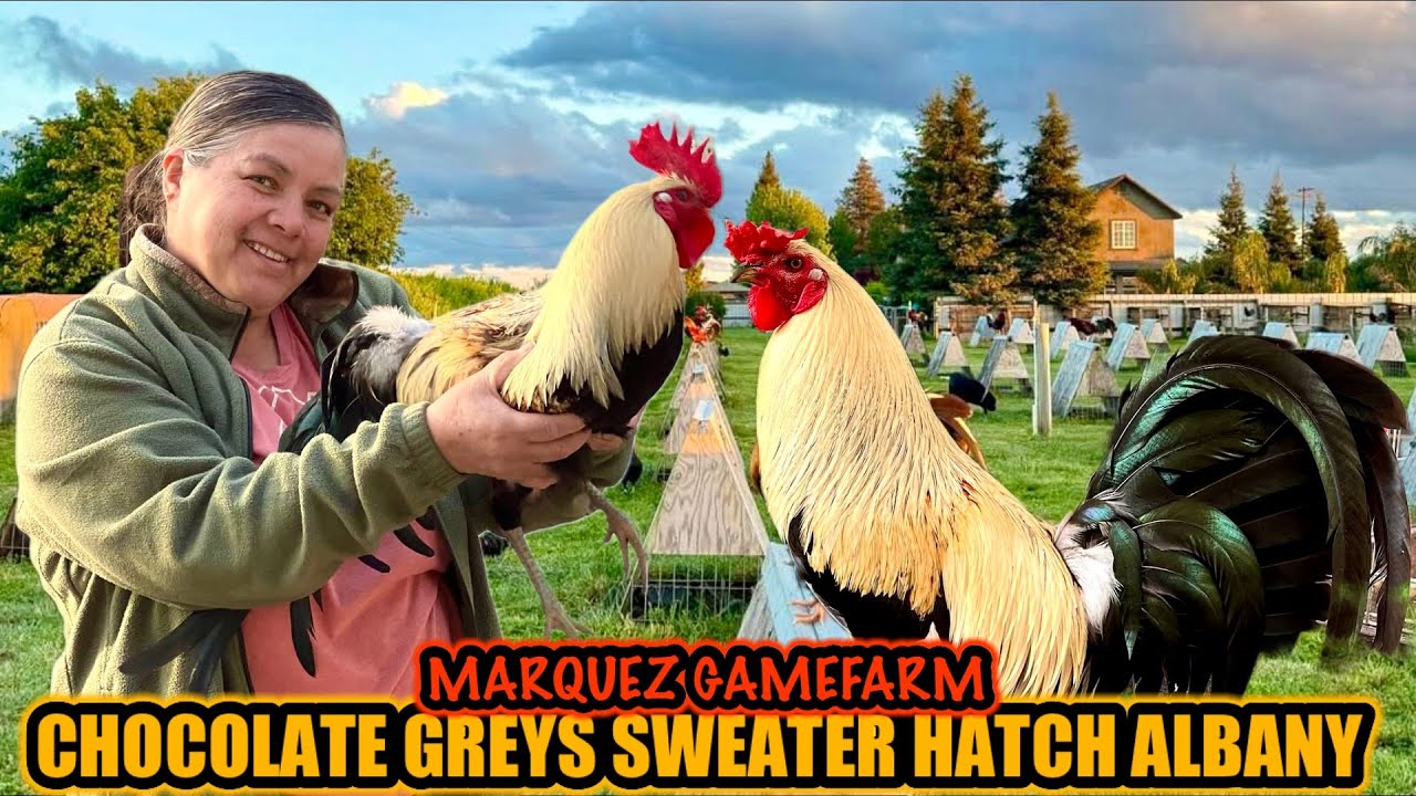 Chocolate Greys Sweater Hatch Albany ~ MARQUEZ GAMEFARM - YouTube