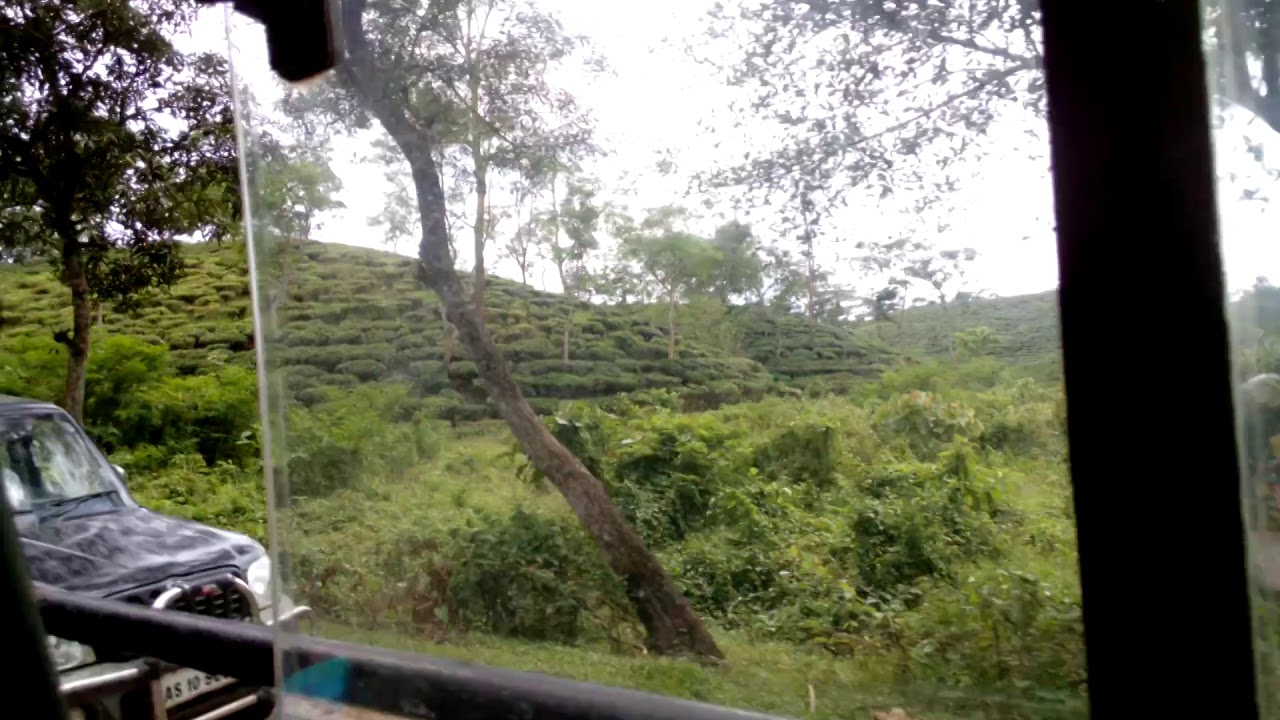 NATURAL BEAUTY OF ASSAM!!! HAILAKANDI TEA GARDEN!!! - YouTube