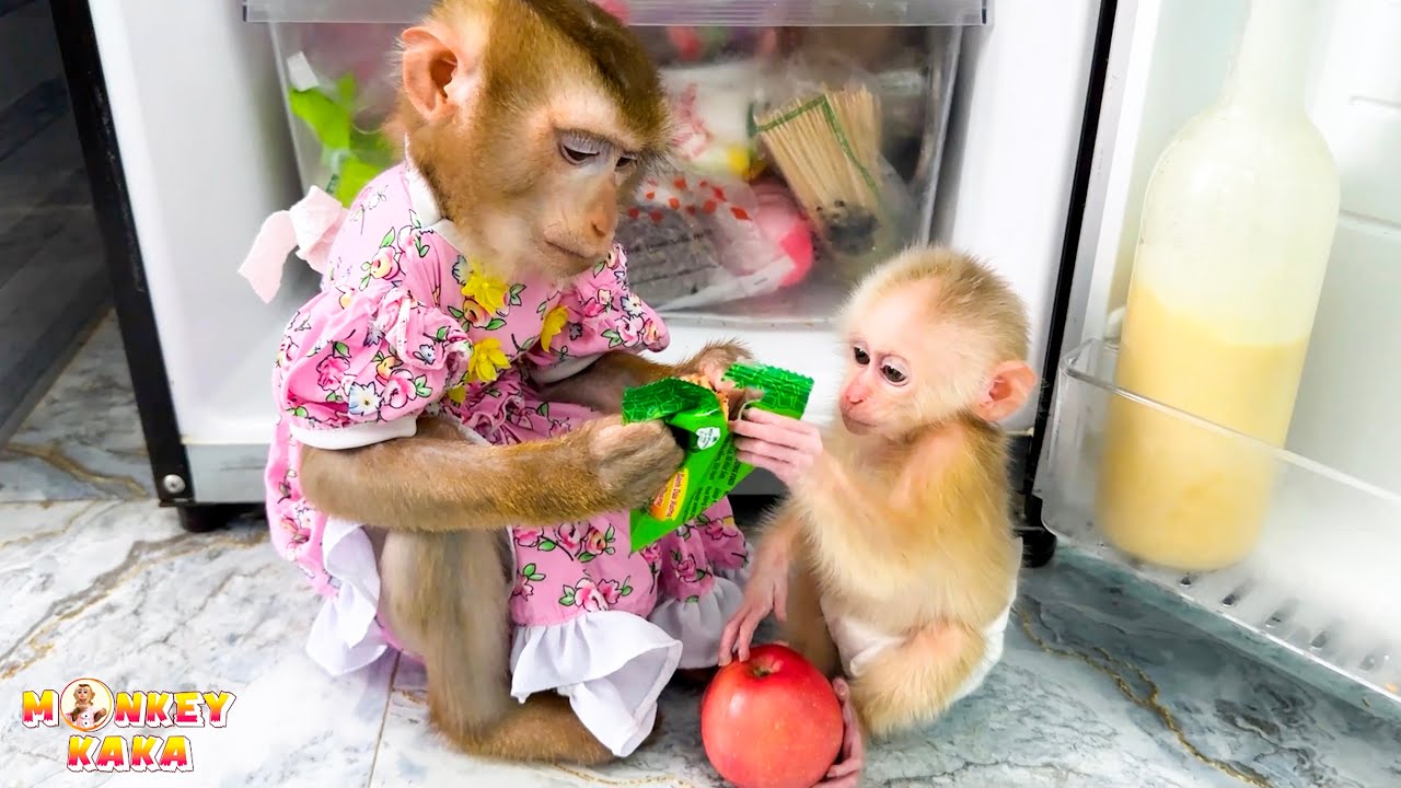 Monkey Kaka carries baby monkey Mit to get food from the refrigerator ...
