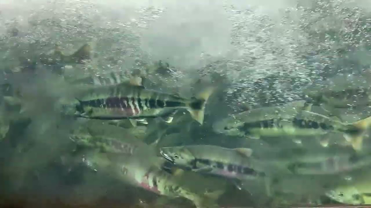 Juneau hatchery - YouTube