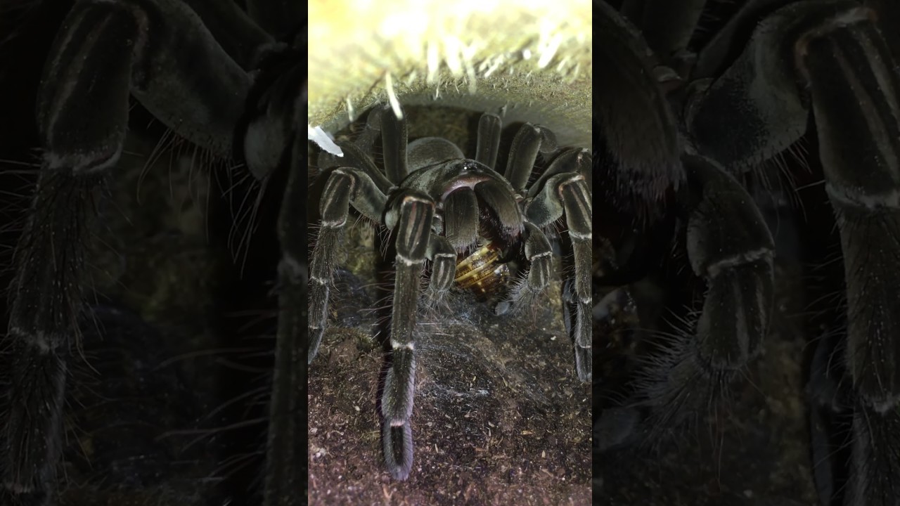 T. Stirmi (Burgundy Goliath Bird Eater) Tarantula Eating Dubia Roach ...