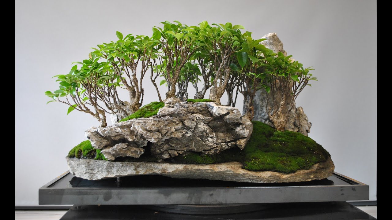 FICUS MICROCARPA penjing forest - YouTube