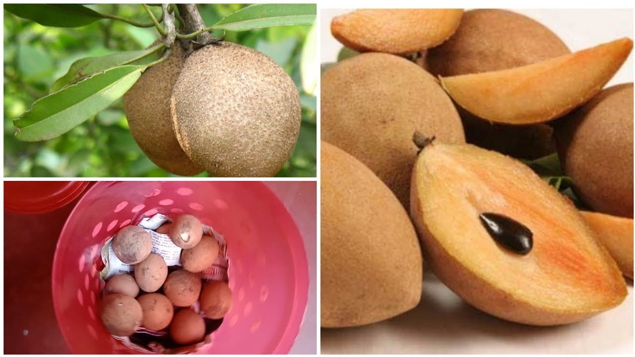 এই ভাবে পাকাতে দিন সবেদা ।। ঘরোয়া পদ্ধতি।। Ripen Sapodilla/Chiku in ...