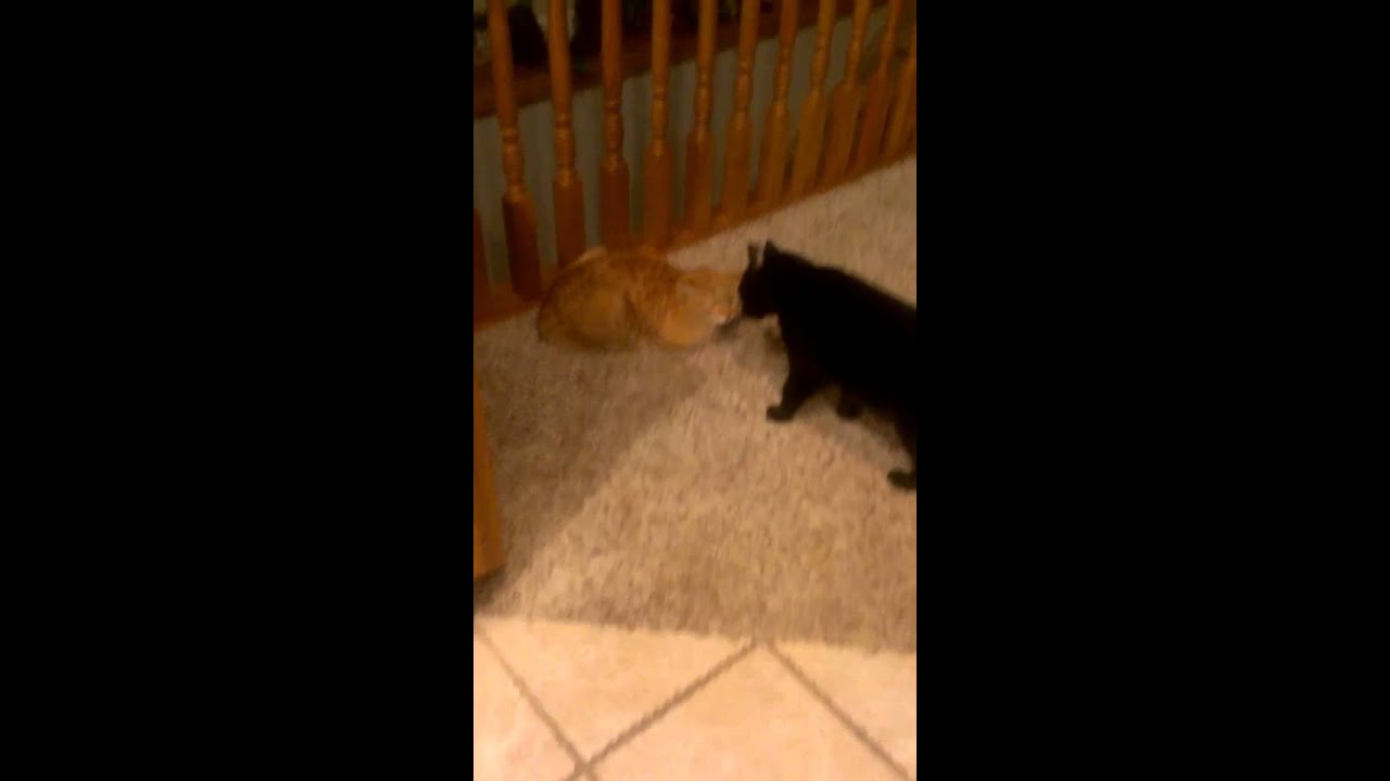 Dogs break up cat fight before it starts - YouTube