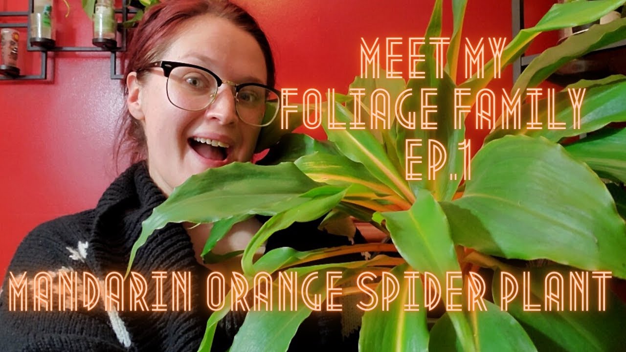 Mandarin Orange Spider Plant // How To Care For // Meet My Foliage ...
