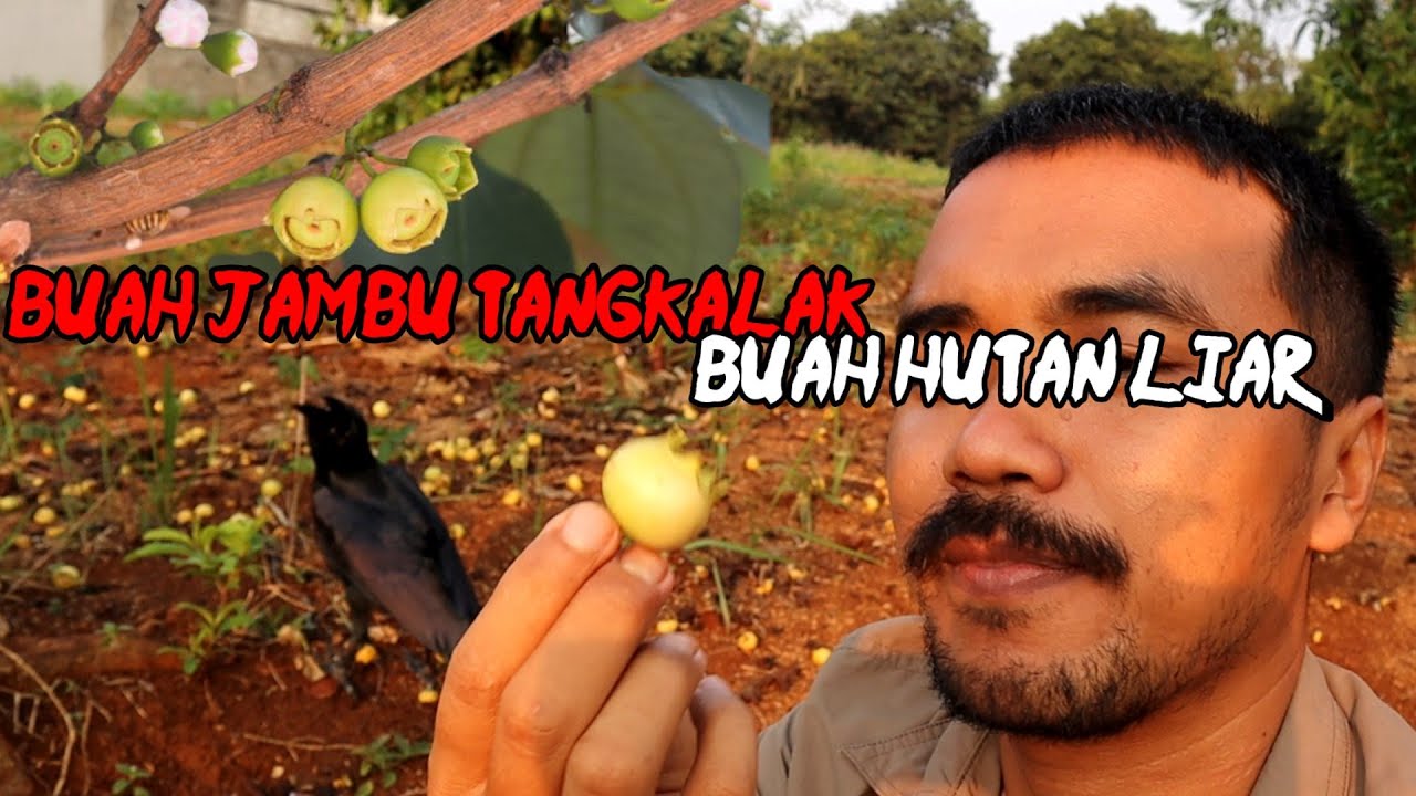 Jambu Tangkalak Buah Hutan Liar Yang Sudah Langka & Jarang Ditemui ...