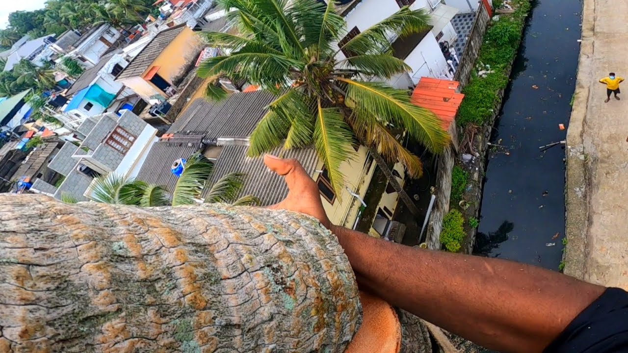 PART-1 Amazing skill This Man cutting Triple Coconut Tree Chainsaw ...