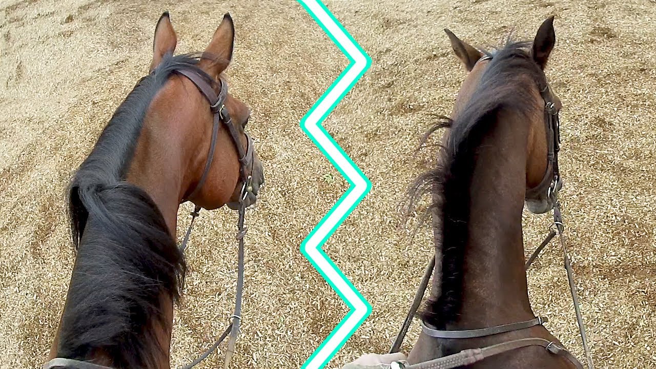 Double flatwork on Zubie & Boy | Helmet Cam - YouTube