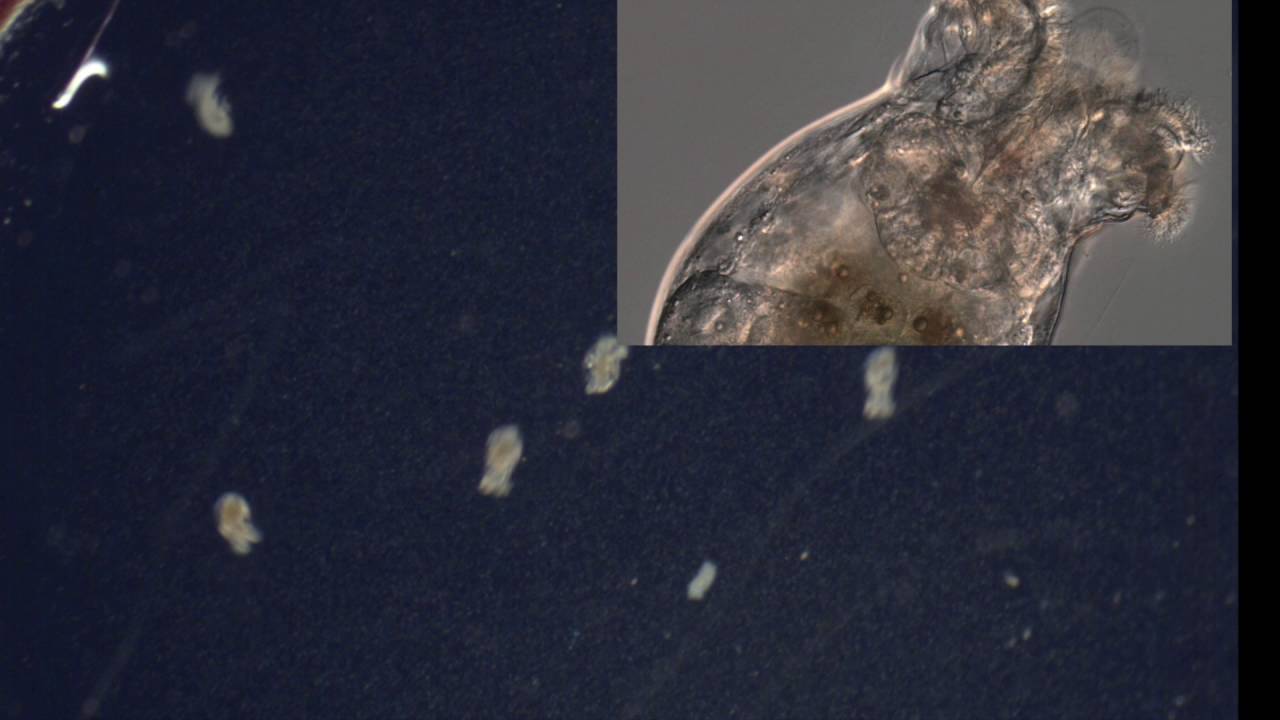 Brachionid Rotifer Life Cycle - YouTube