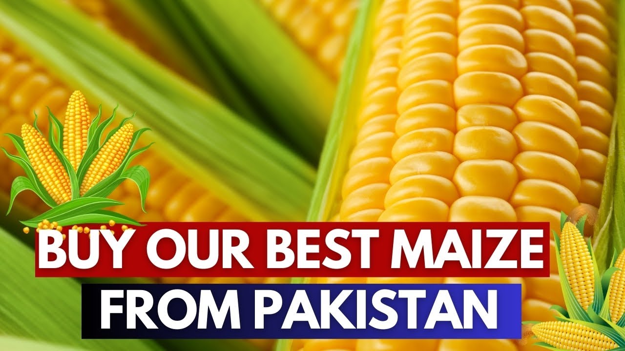 Buy best Maize from Roysons | #maizefarming #maizeprice #maize # ...