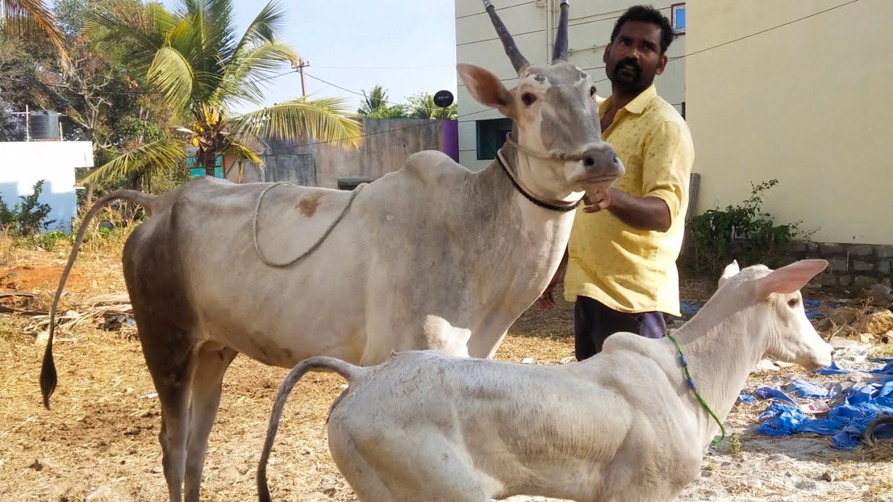 Fantastic Hallikar cow and female calf belongs to Nagaraju - YouTube