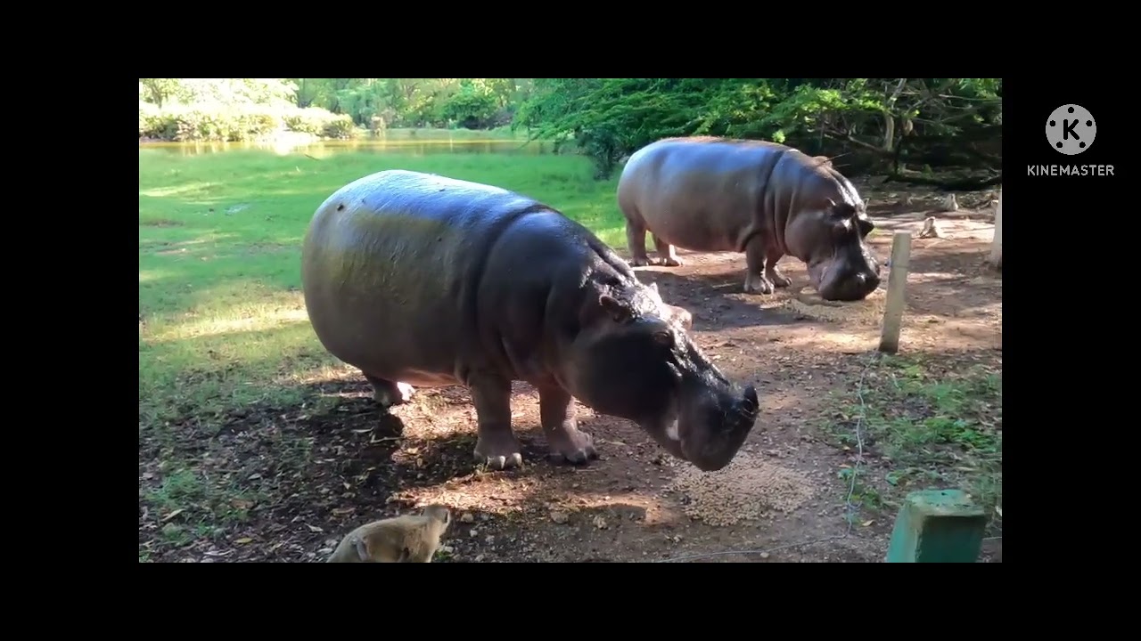 Haller Park. #bamburi #mombasa #kenya - YouTube