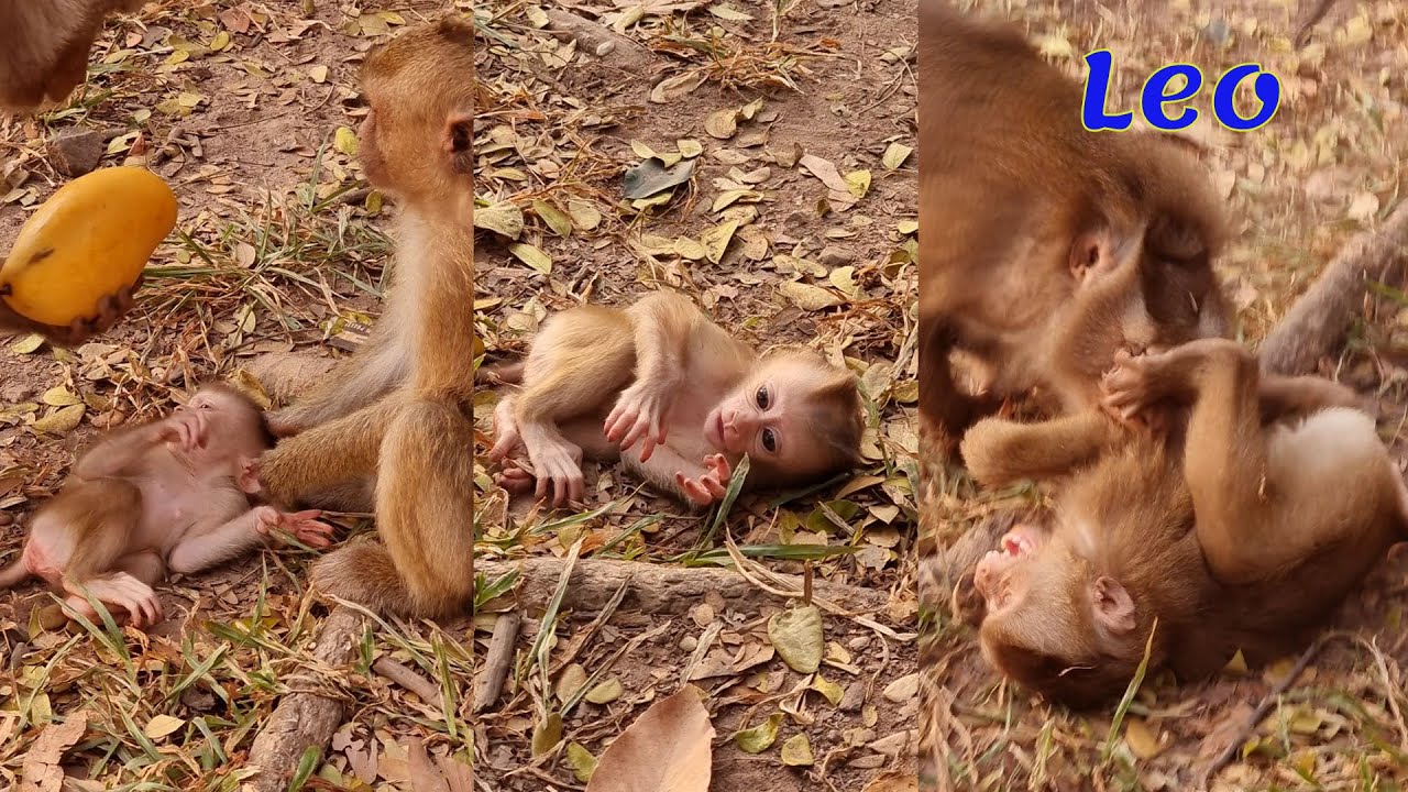 OMG ____________Mom LibbY give lesson to her son LeO, Leo much extreme - YouTube