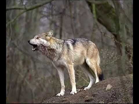 Wolf sounds on 🐺🔥 - YouTube