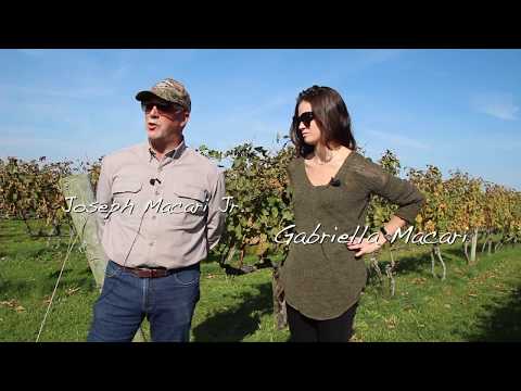 ITALIAN AMERICAN: Macari Vineyards