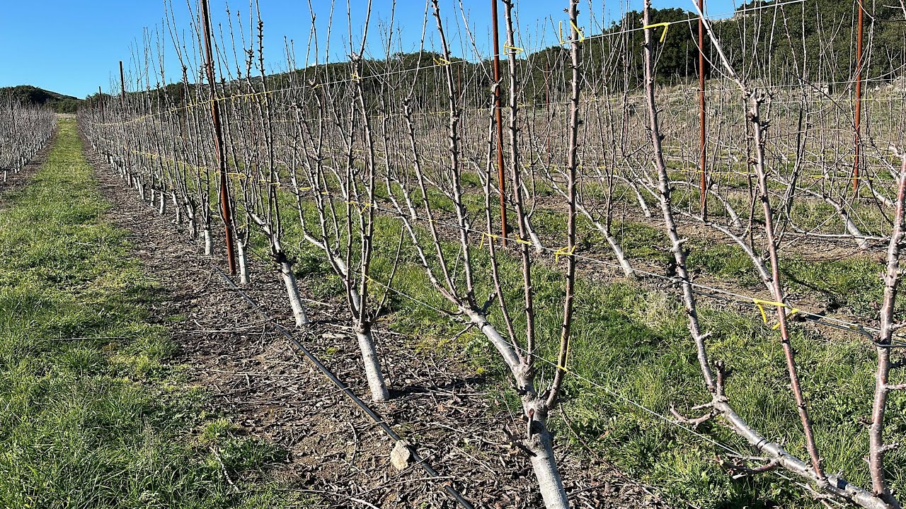 U.F.O Cherry system. Pruning time. in the third year. - YouTube