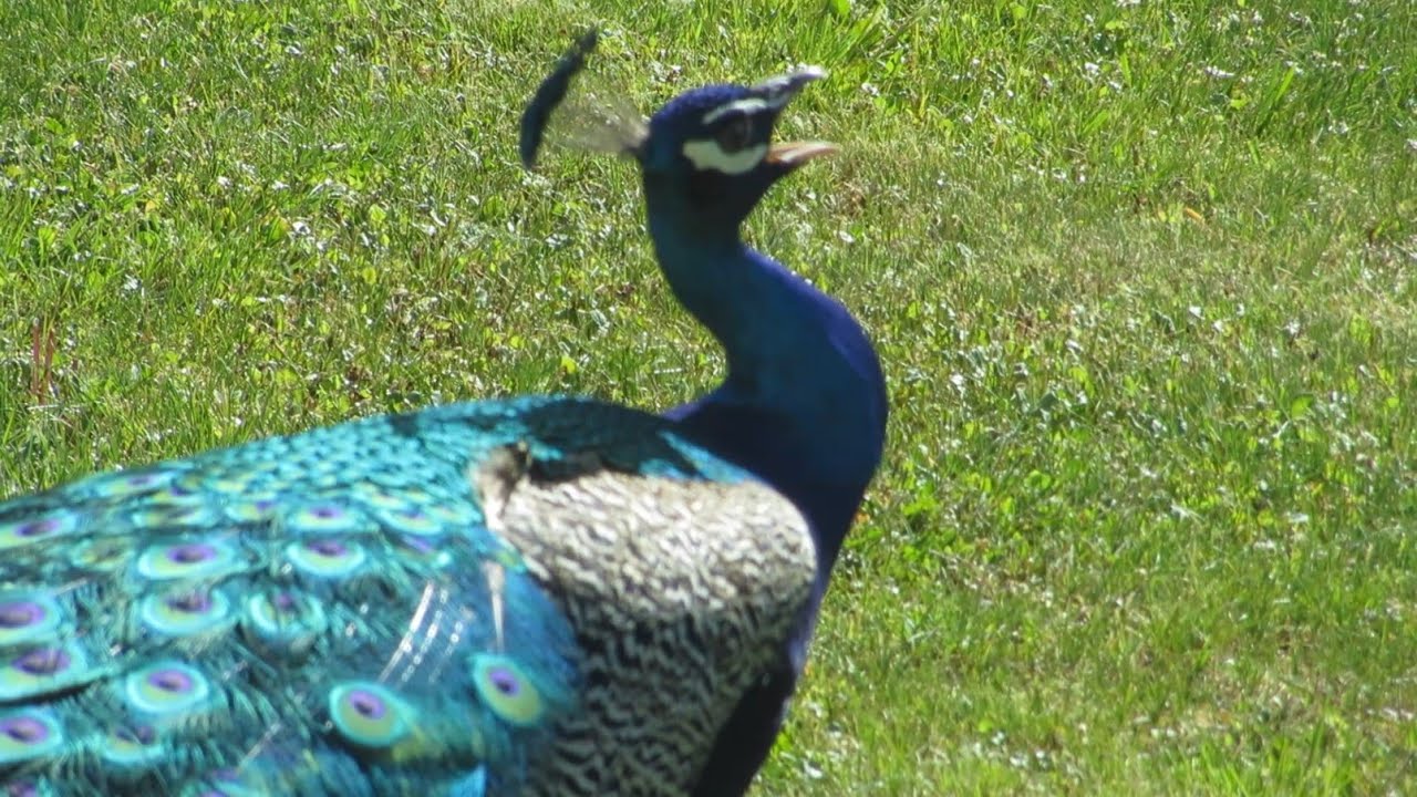 Amazing Peacock Screaming Compilation [Peacock Calls] - YouTube