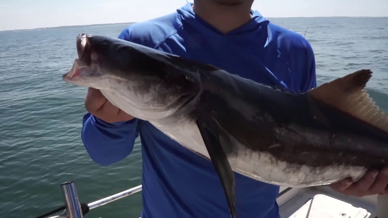 Cobia and sharks in the Chesapeake - Eastern Shore, Virginia - YouTube