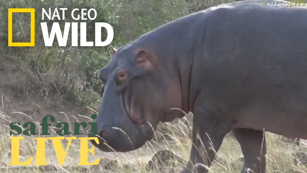 Safari Live - Day 17 | Nat Geo WILD - YouTube
