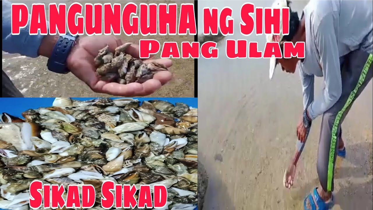 #Sihi #SikadSikad #SeaShells #Forage&Cook PANGUNGUHA NG SIHI | SIKAD ...