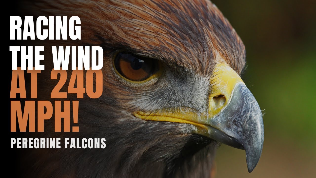 Peregrine Falcons - Racing the wind at 240 MPH! 🦅 | Nature's Supersonic ...