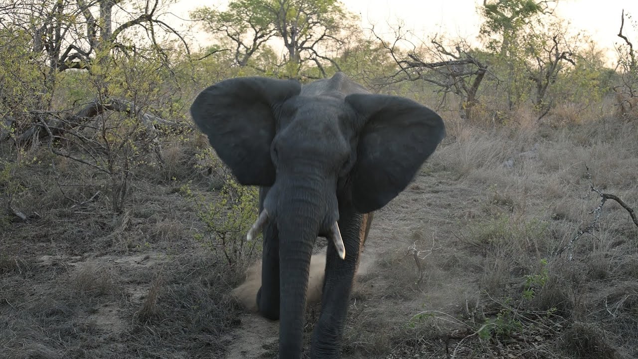 Elephant chase lion cubs - YouTube