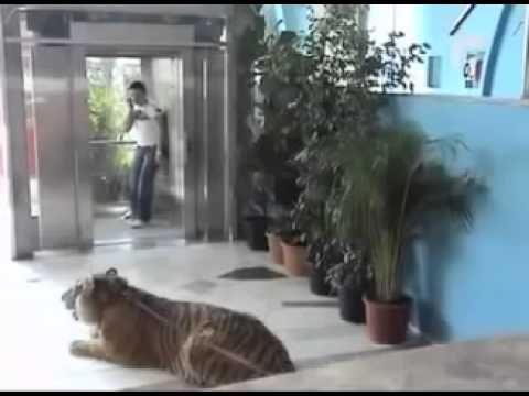 Korkunç Kamera Şakaları Bölüm 3