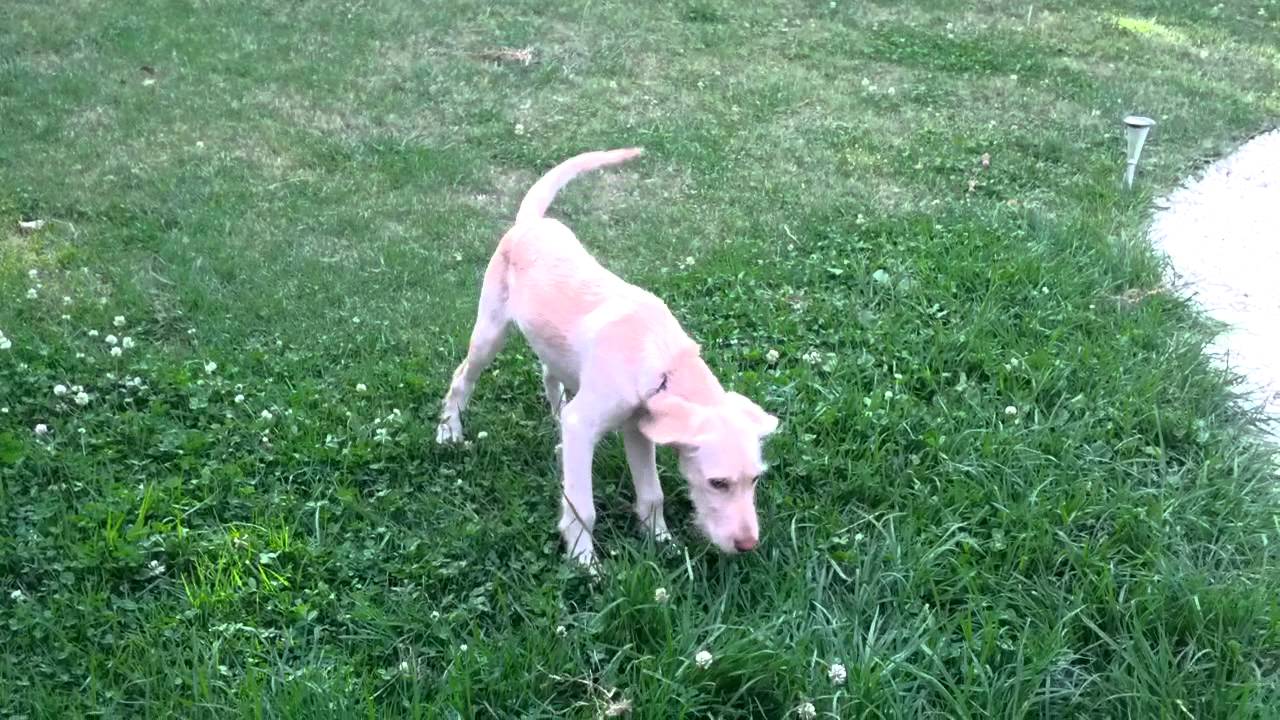 Benson chasing his tail - YouTube