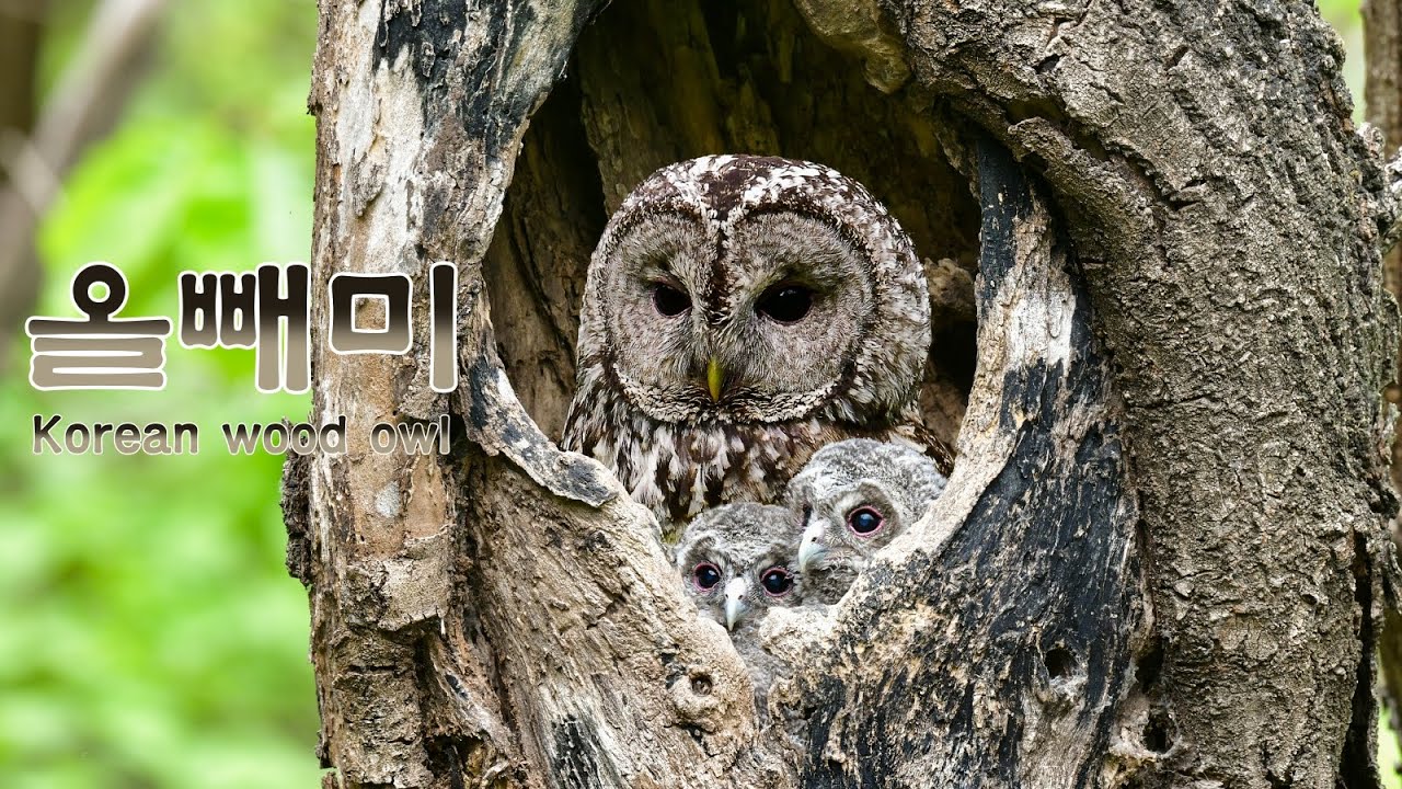 올빼미 Korean wood owl 육추중 - YouTube