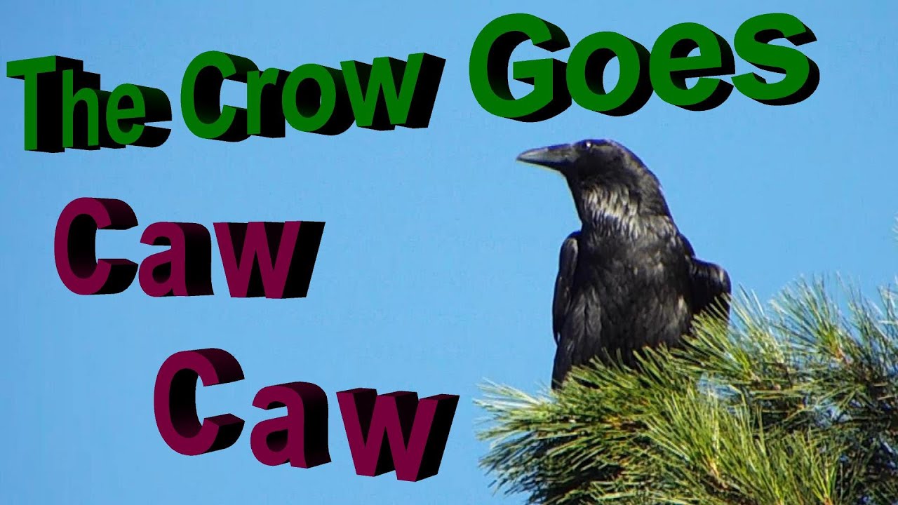 The Crow Goes Caw Caw - YouTube