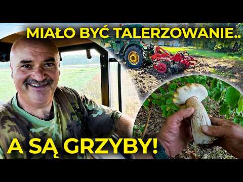 TALERZOWANIE ŚCIERNISKA I PRZYPADKOWE GRZYBOBRANIE