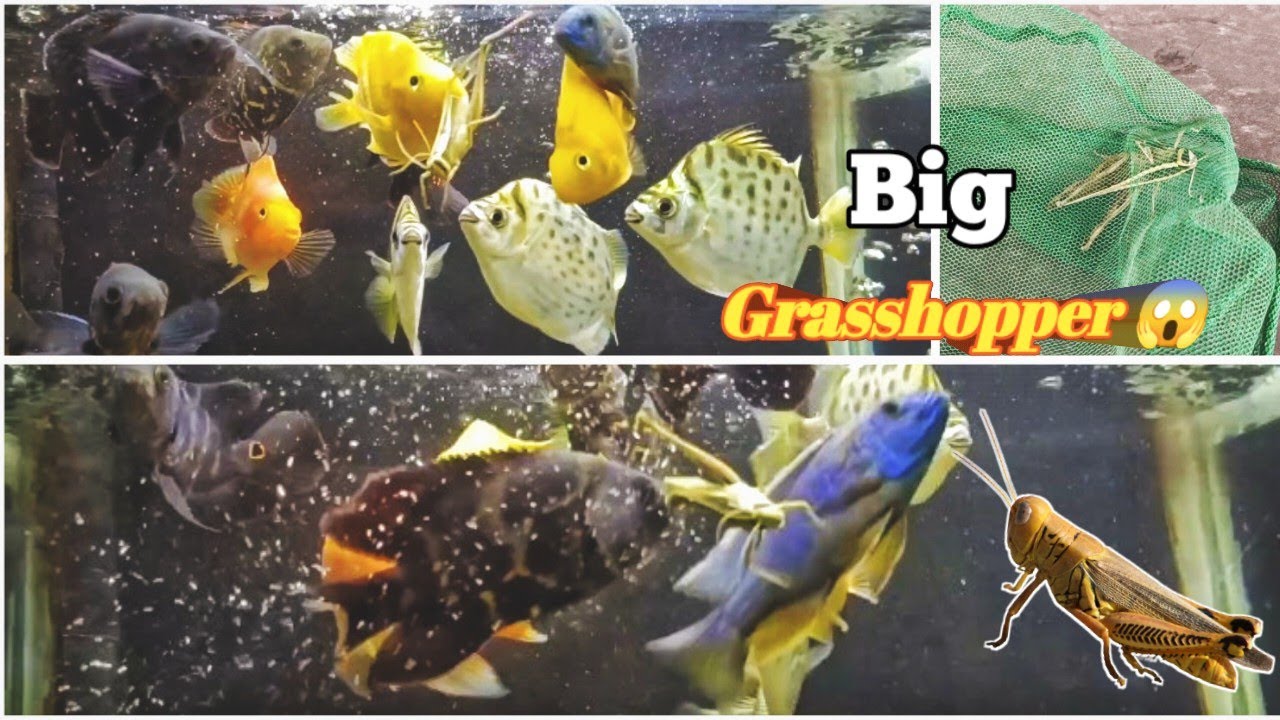 Fish ko khlaya jumbo size ka Grasshopper 🦗🤣 - YouTube