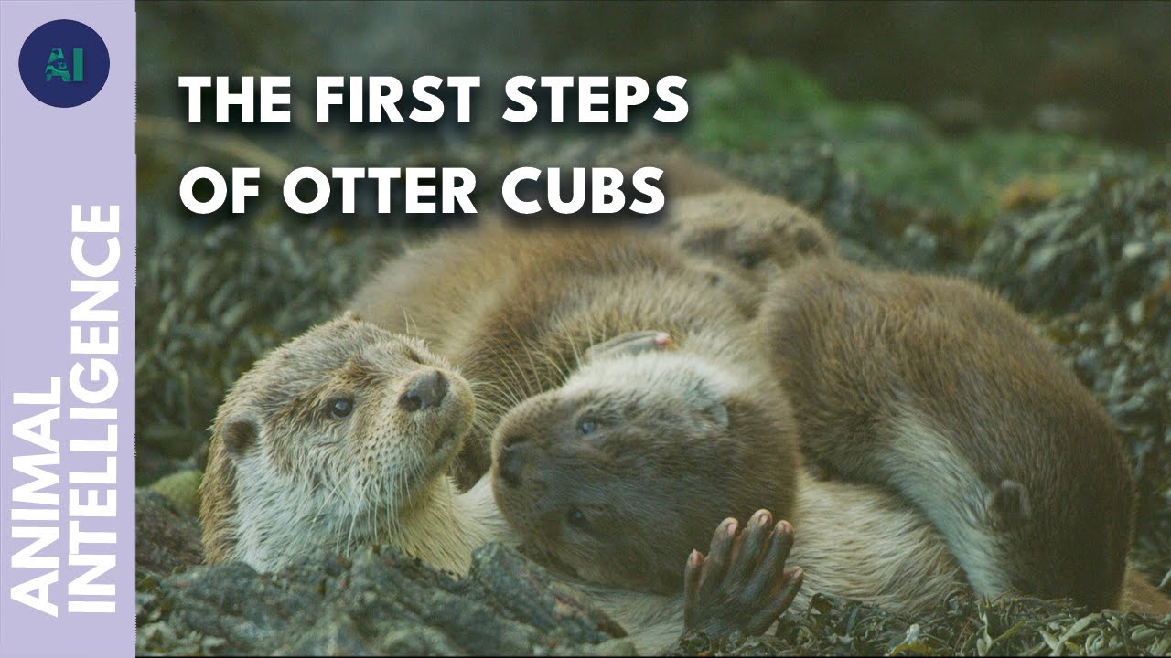 Growth and survival: tale of an otter family | AI - YouTube