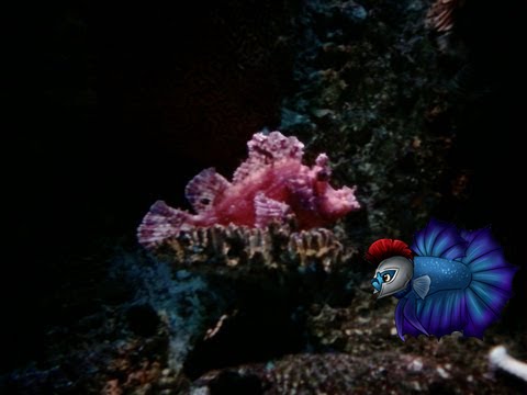 How to Freshwater Bath or Dip Your Saltwater Fish - YouTube