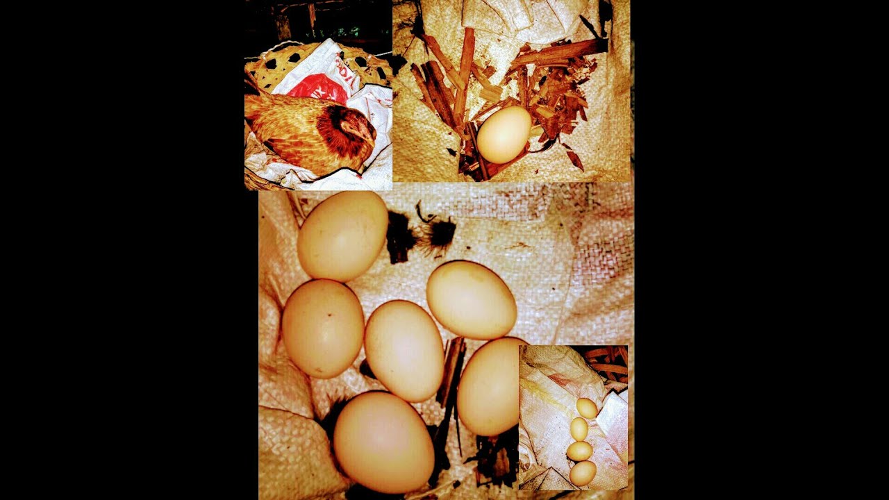 Brooder pen for our backyard chickens - YouTube