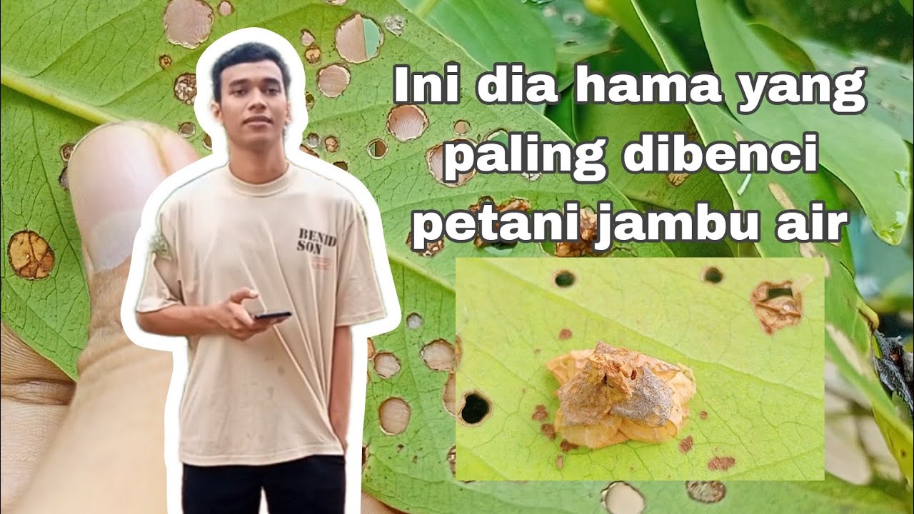 Hama Ulat Kantung Pagoda Pada Tanaman Jambu Air || Magang Klintan 2023 ...