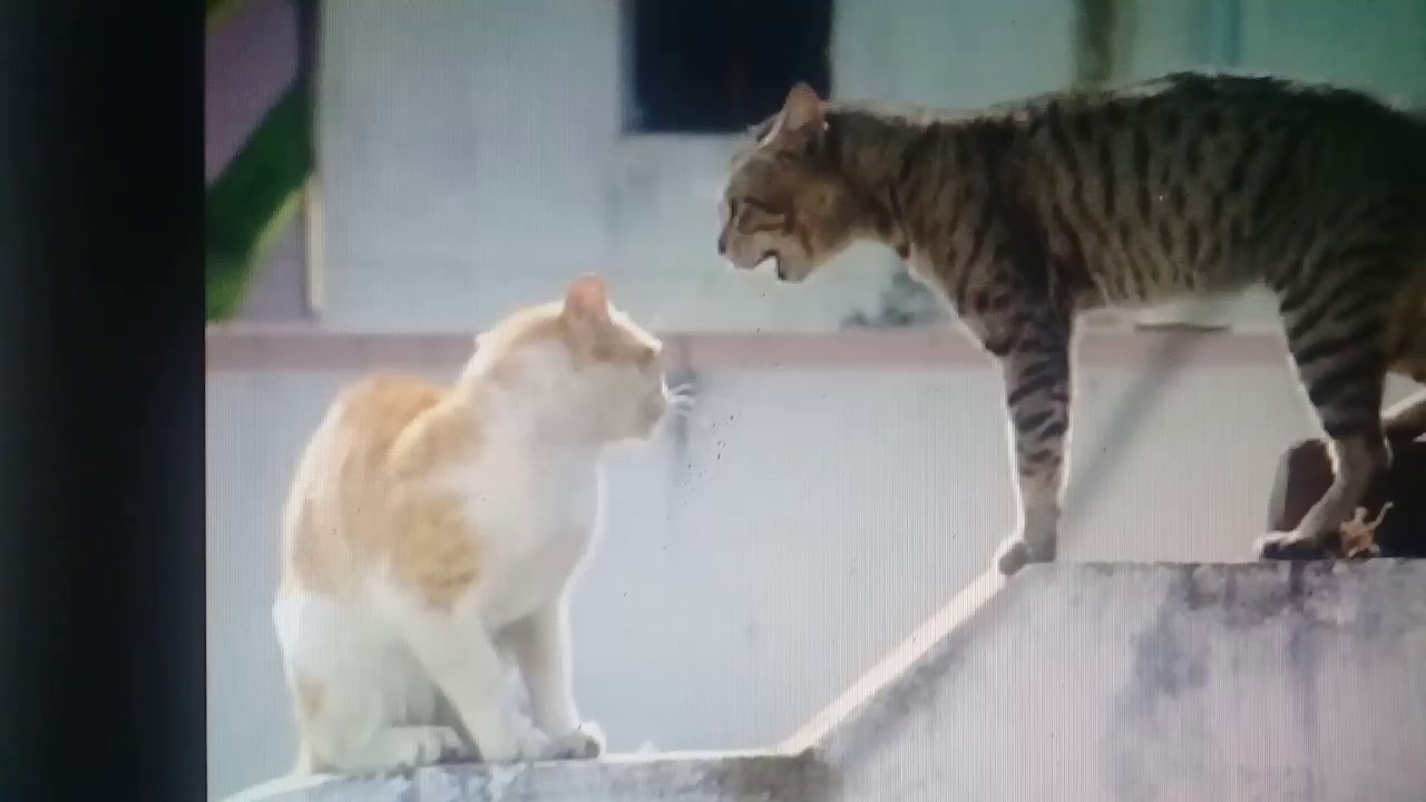 Cat Fight Has BSOD - YouTube