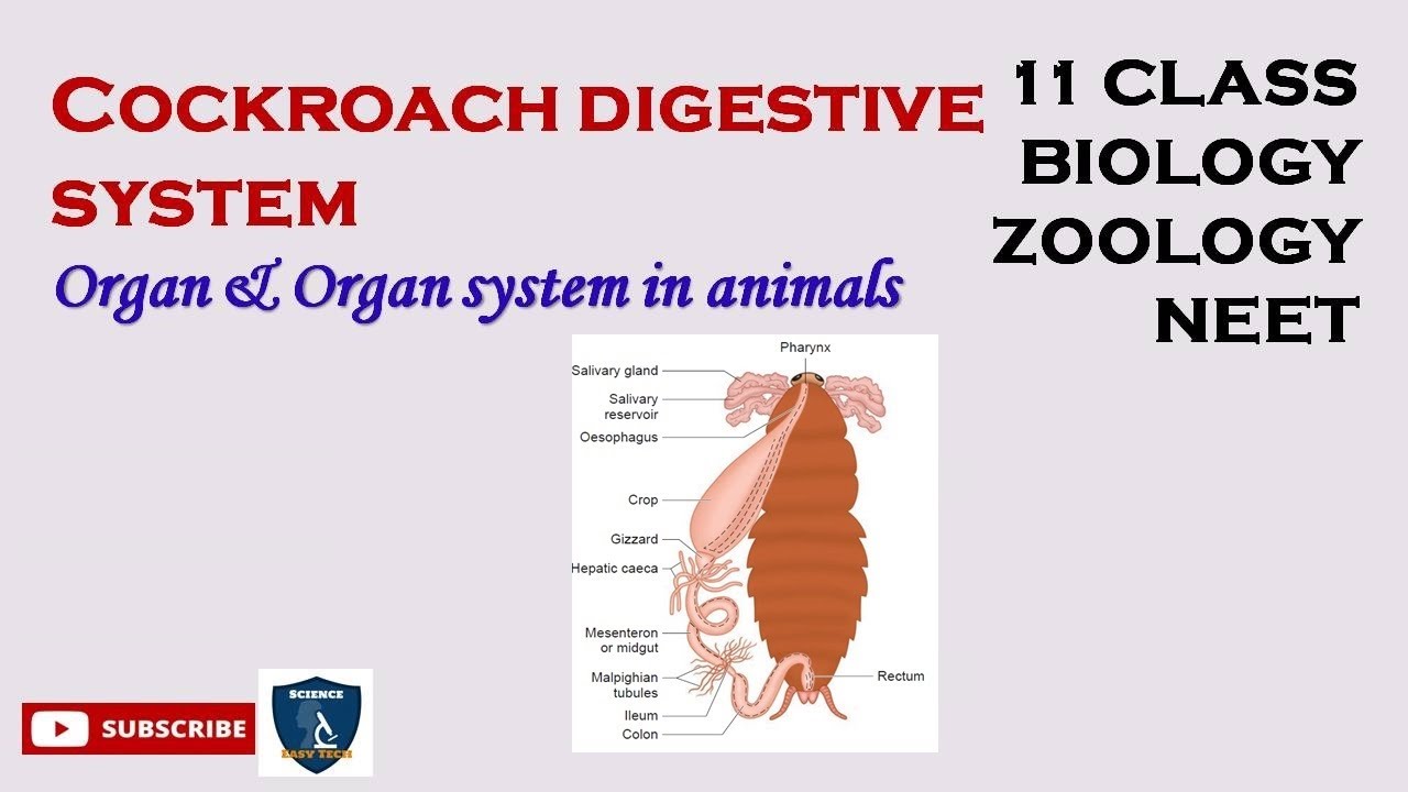 Cockroach Digestive System | Organ and Organ Systems in Animals I ...