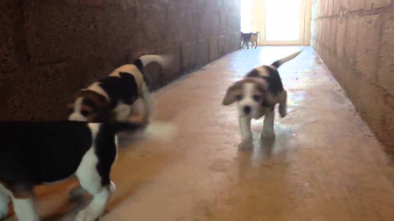 Cute 6 week old beagle puppies meet their father for the fi - YouTube
