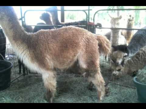 Alpaca Birthing Video - YouTube