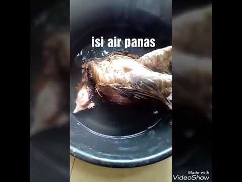 Ayam kampung dari sembelih hingga dah siap masak...mudah dan sedap.. Dapur Azmanja