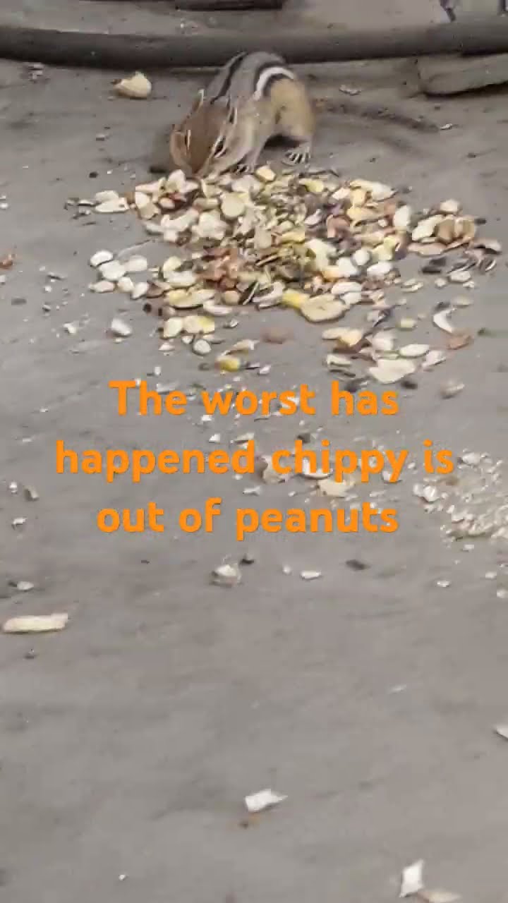 chippy ran out of peanuts 😬 - YouTube