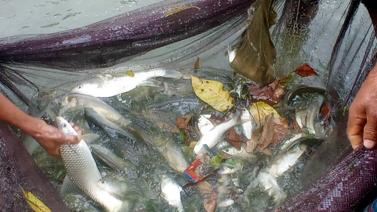 Best Big Net Fishing 2023 ll Unbelievable Fishing ll Fishing Net Video ...