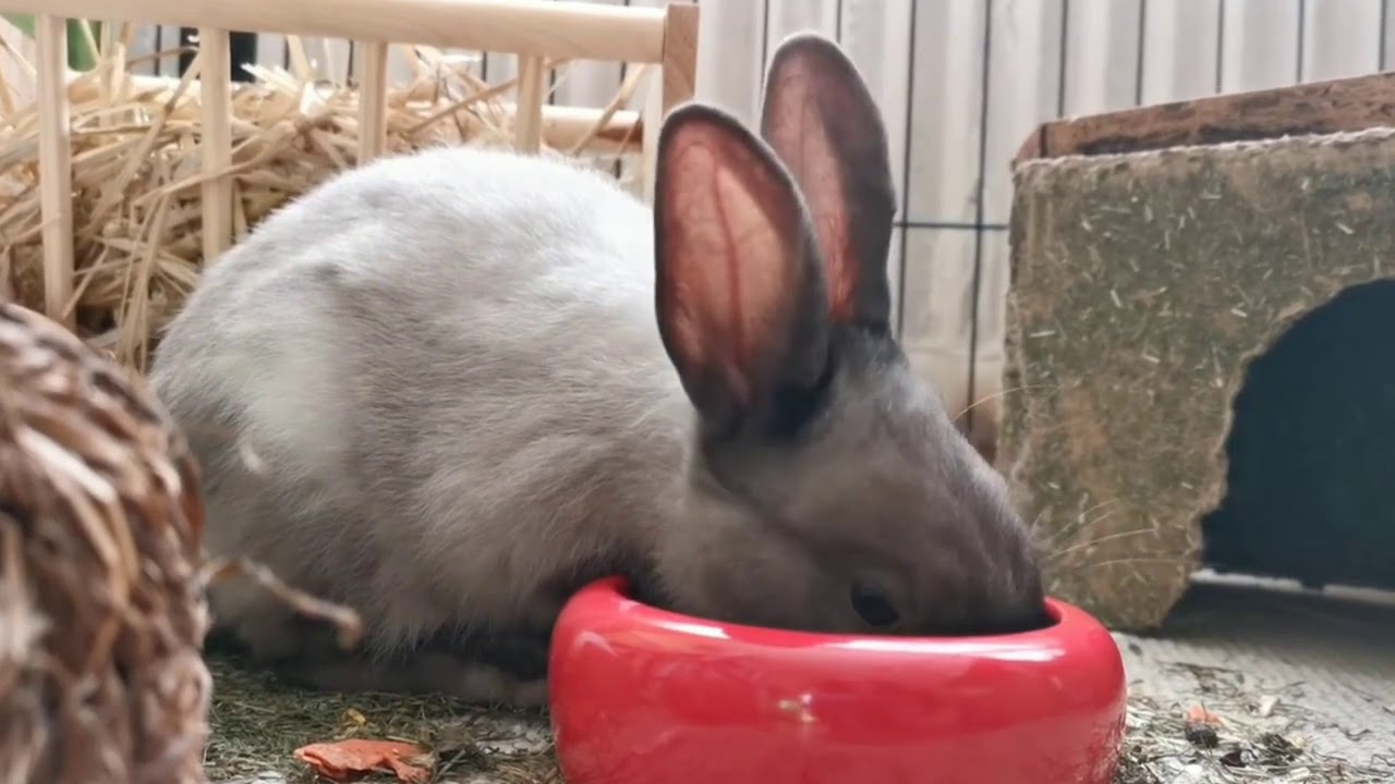 Daily life of Hares (domesticated animal)How can live rabbits/meat ...