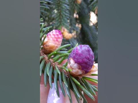 Пыльца у шишек - YouTube