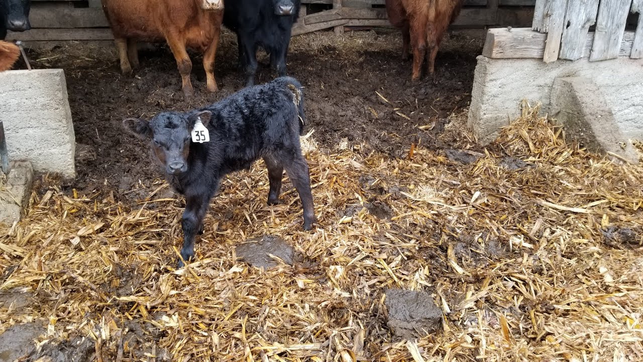 Calf Season Has Begun - YouTube