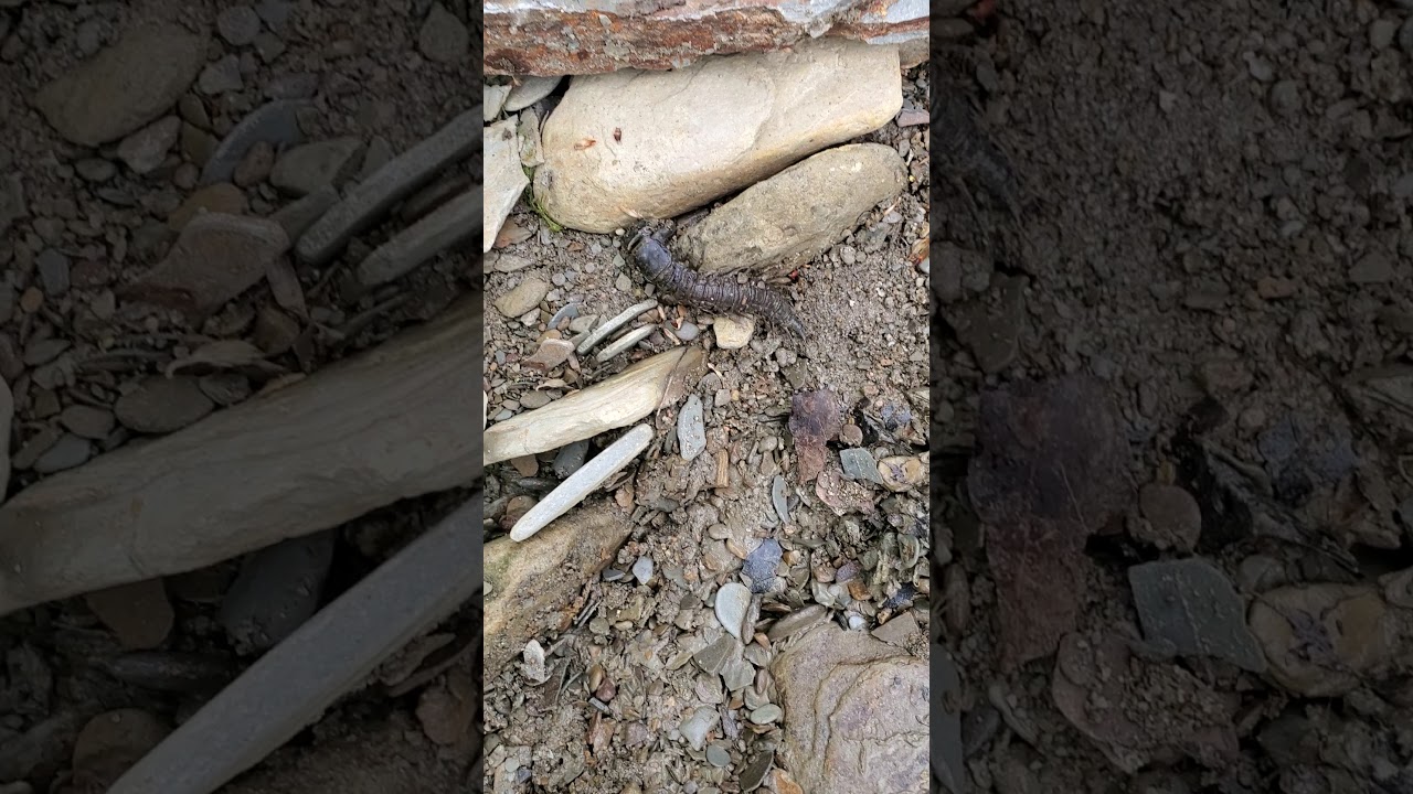 Hellgrammite - YouTube