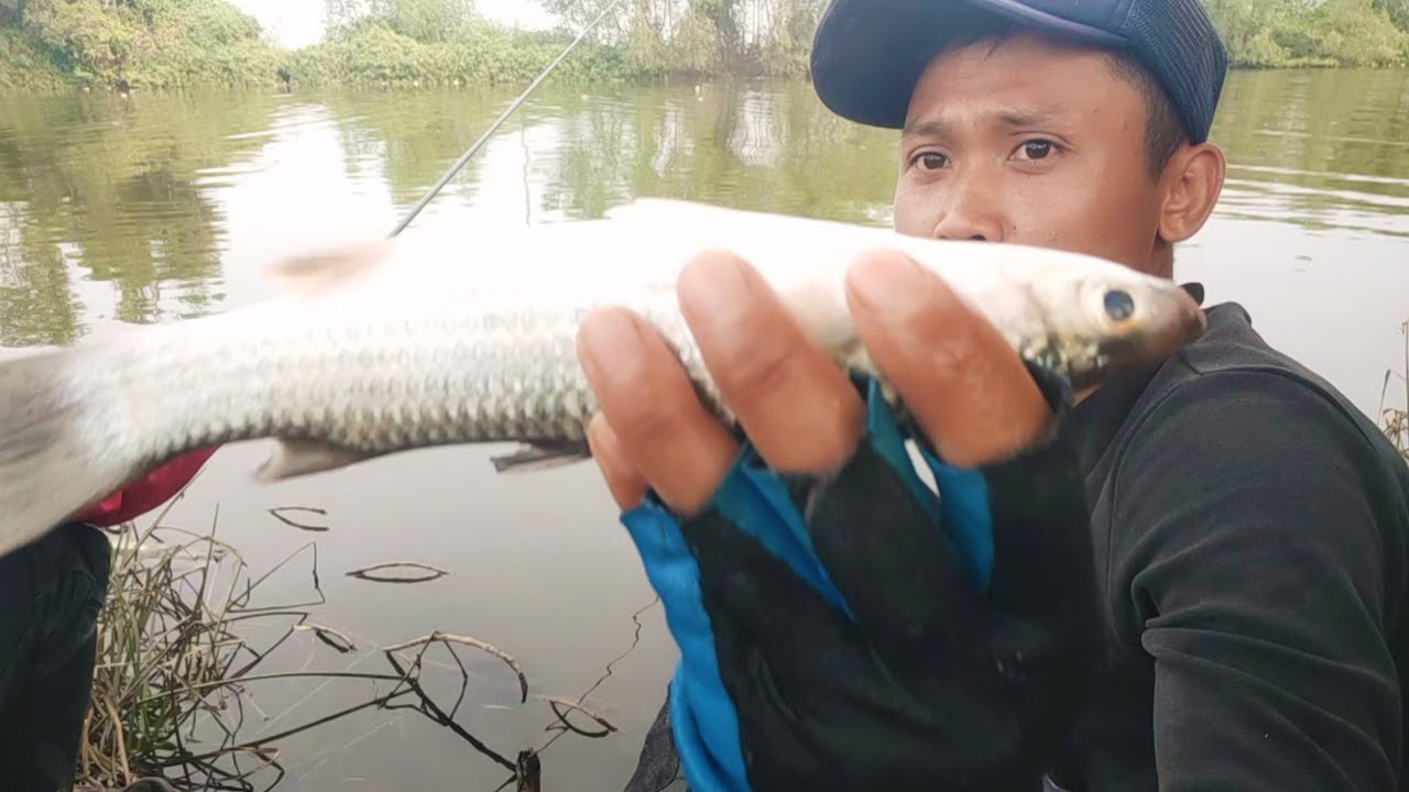 ikan apa ini bro #video - YouTube