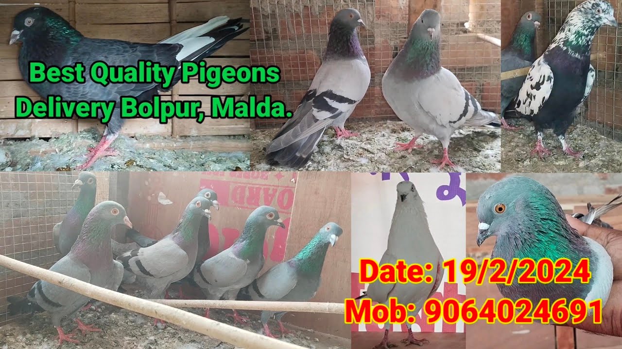 Highflyer Best Quality Pigeons Delivery Bolpur, Malda.Date:19/2/2024 ...