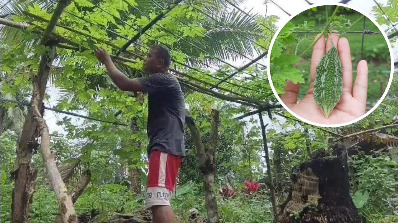 🔴OUR HEALTHY VEGETABLE (BITTER GOURD) IN MINI FARM‼️ - YouTube